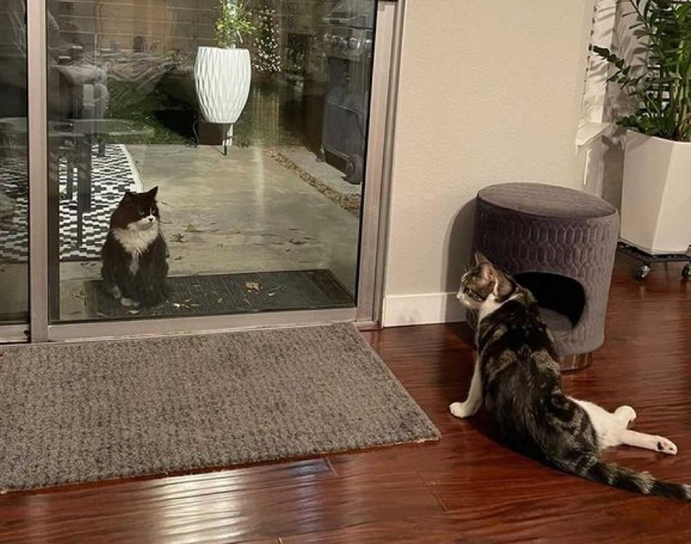 Kitten Picks the Right House for Help After Roaming the Streets, and ...