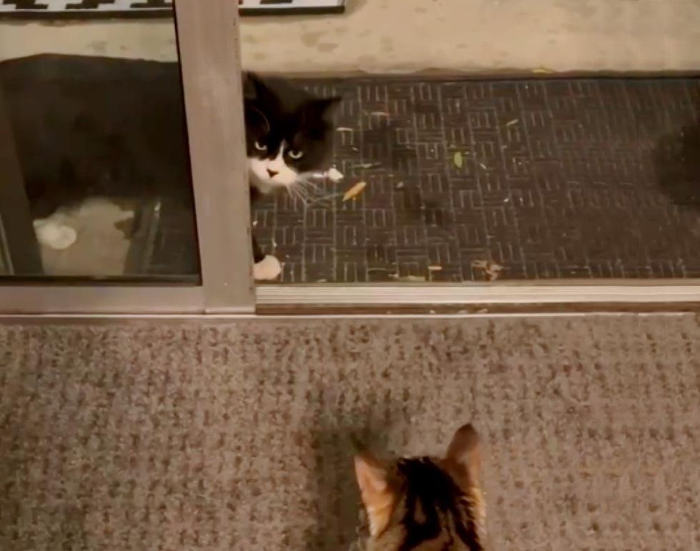 Kitten Picks the Right House for Help After Roaming the Streets, and ...