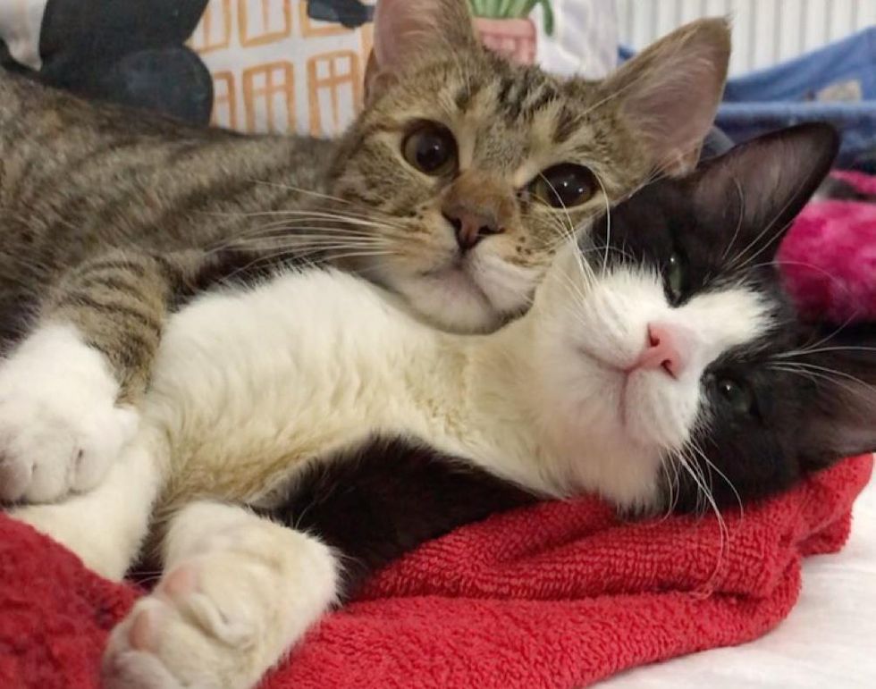 Cat with 3 Paws Takes Paralyzed Kitten Under Her Wing and Their ...