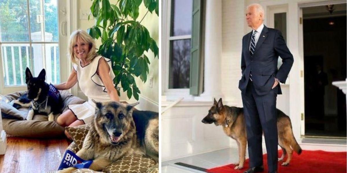 First Doggos Champ and Major have officially moved into the White House ...