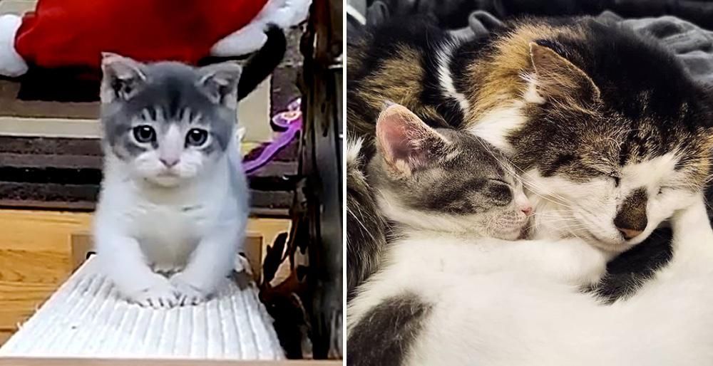 Kitten with Rare Condition Finds Grandpa Cat to Lean on After Being ...