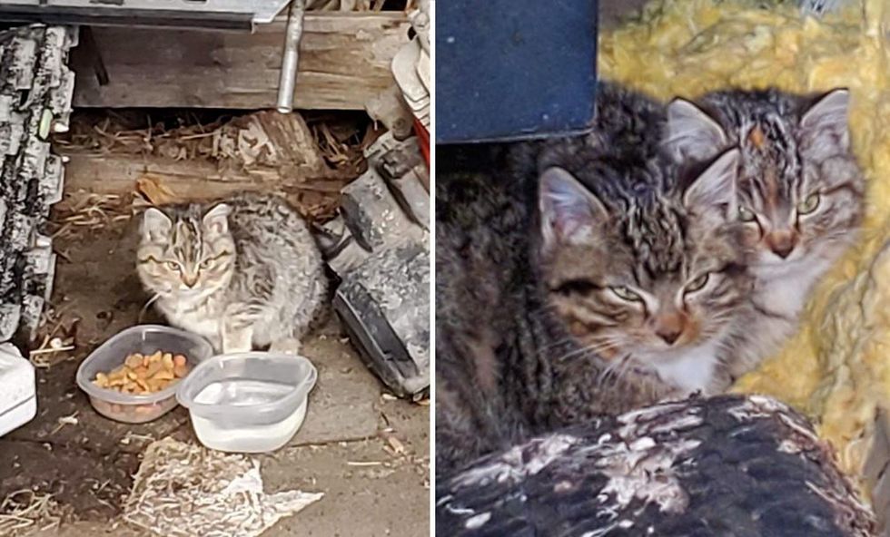 Kittens Found Playing in Family's Backyard on Snowy Day, Turn Out to Be ...