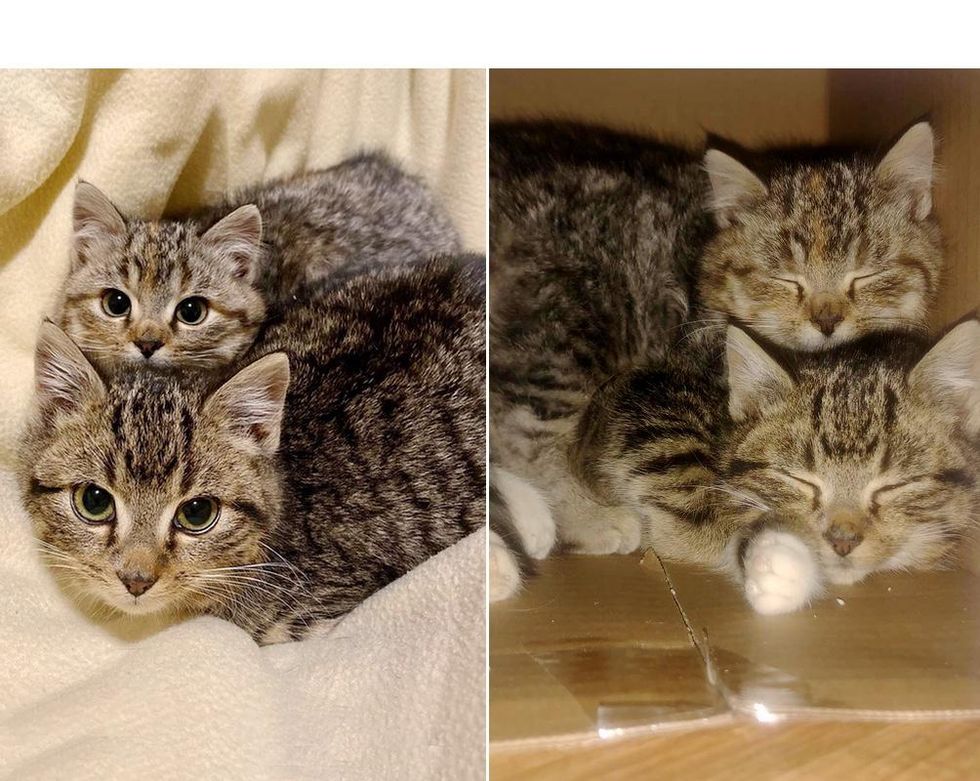 Kittens Found Playing in Family's Backyard on Snowy Day, Turn Out to Be ...