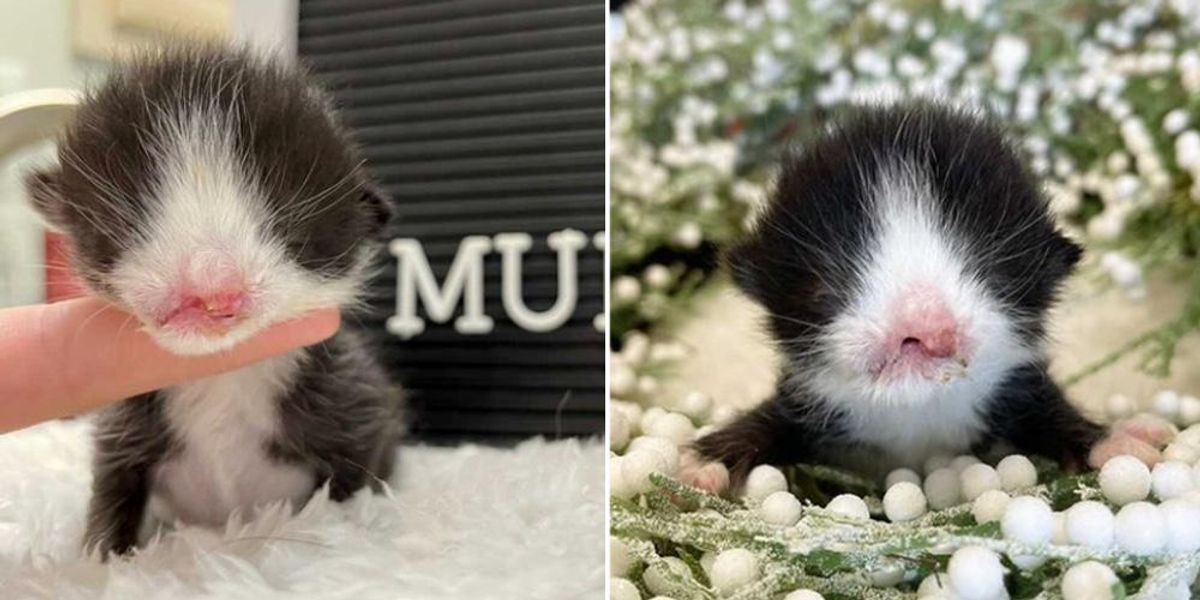 Kitten with Sweet Face is Given Fighting Chance and Determined to ...