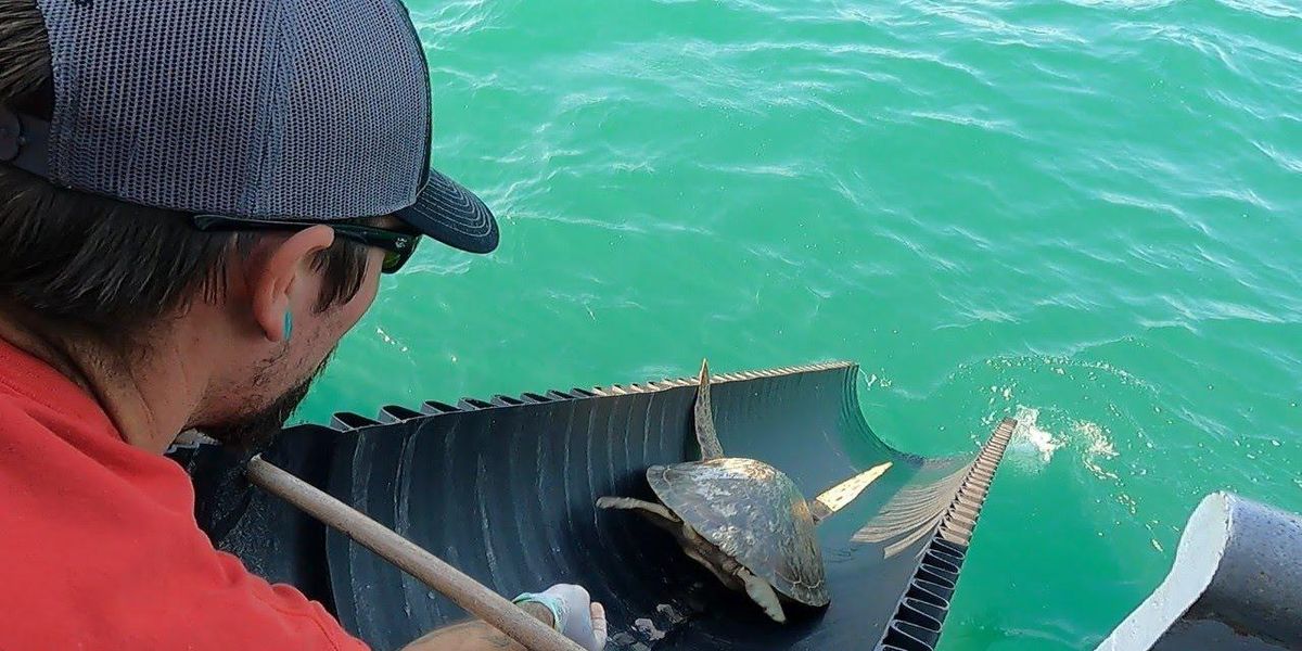 This video of cold-stunned sea turtles sliding back into the Gulf of ...