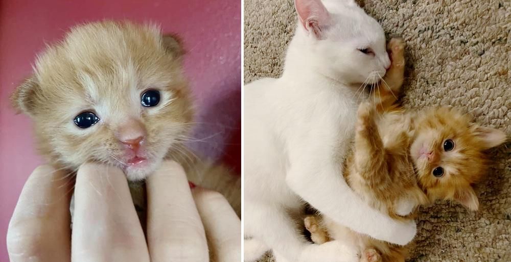Kitten Born in Shelter as Only Baby, Learns to Be a Cat with Help from ...