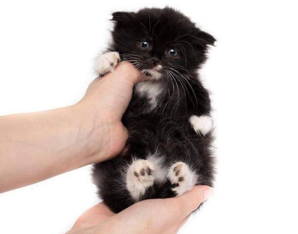 Kitten with Rare Condition Strives to Grow Big and Strong and Won't Let ...