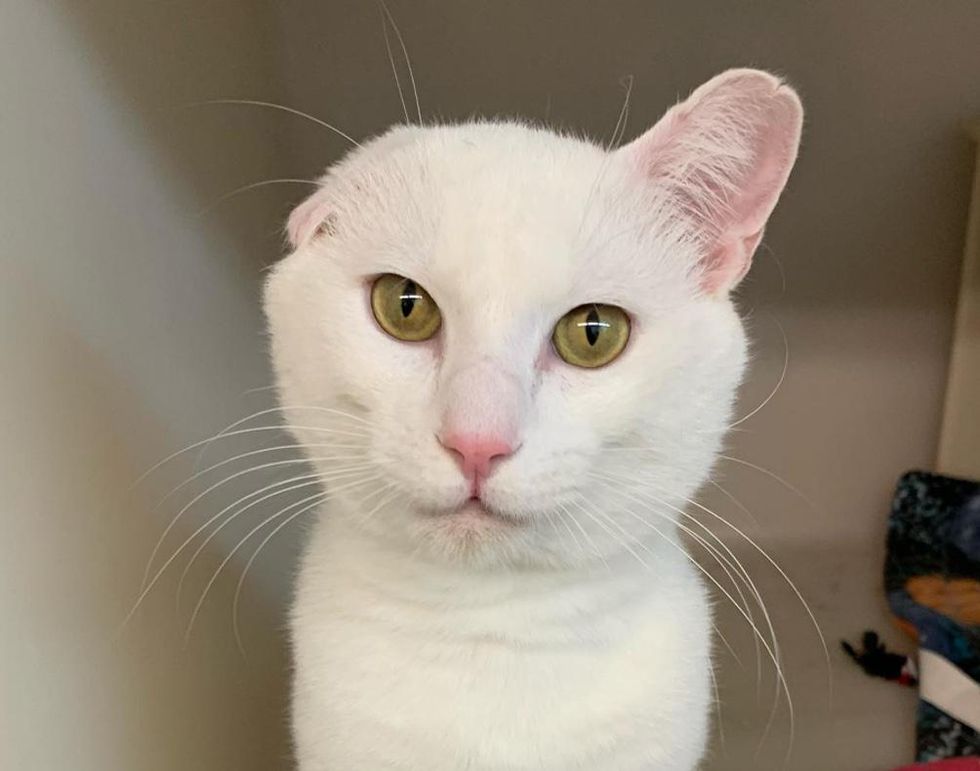Kitten with One Ear Waves at Visitors to Notice Him and Hops His Way ...