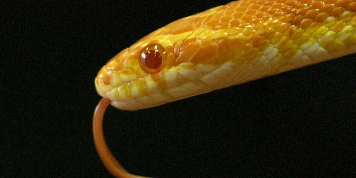 I'm not (as) scared of snakes anymore, thanks to social media - It's a ...