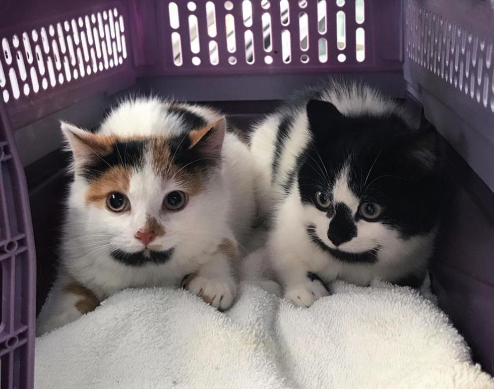 Kittens with Cute Goatees Never Leave Each Other, from Wandering the ...