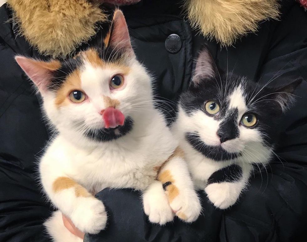 Kittens with Cute Goatees Never Leave Each Other, from Wandering the ...