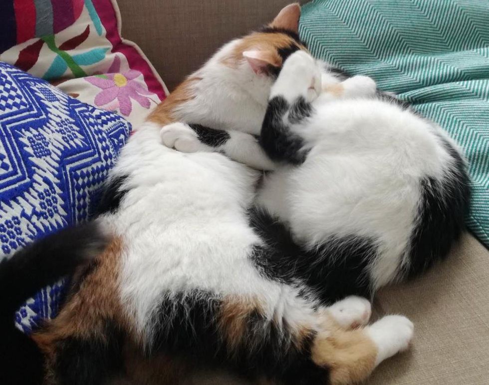 Kittens with Cute Goatees Never Leave Each Other, from Wandering the ...