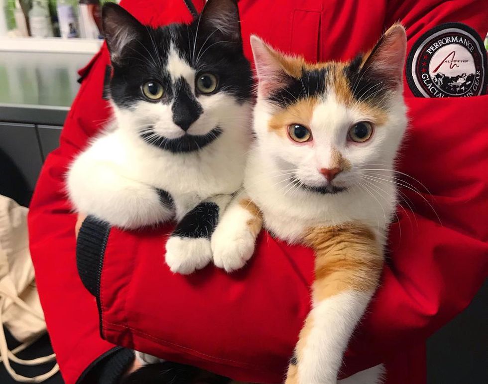 Kittens with Cute Goatees Never Leave Each Other, from Wandering the ...