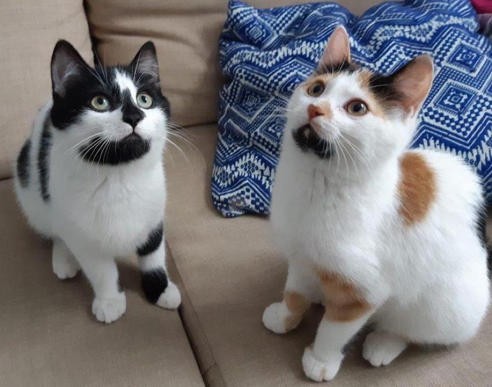 Kittens with Cute Goatees Never Leave Each Other, from Wandering the ...