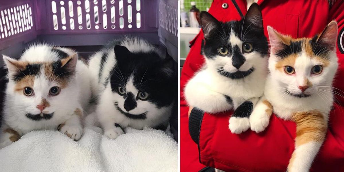 Kittens with Cute Goatees Never Leave Each Other, from Wandering the ...