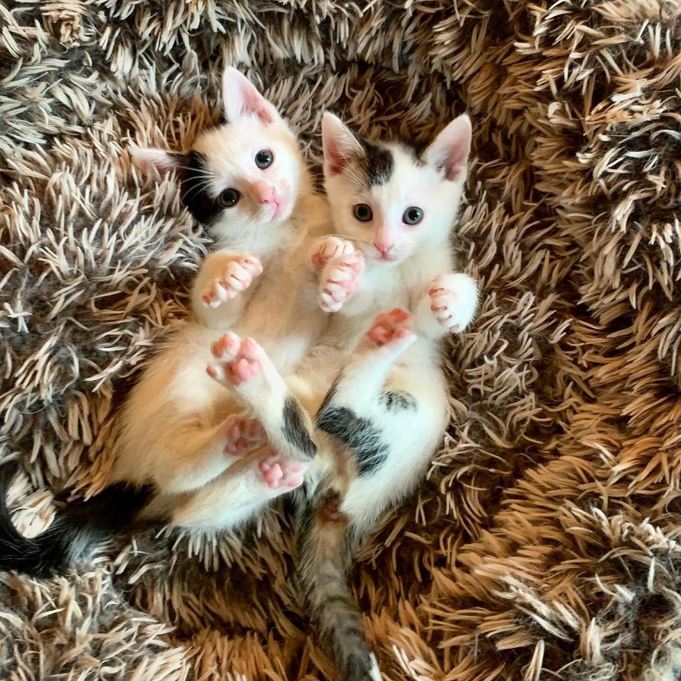 Kittens with Cow Markings Thrive Together with Help of Family and ...