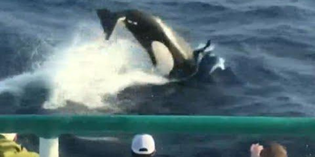 Large orca pod surprises group fishing off the Texas coast - It's a ...