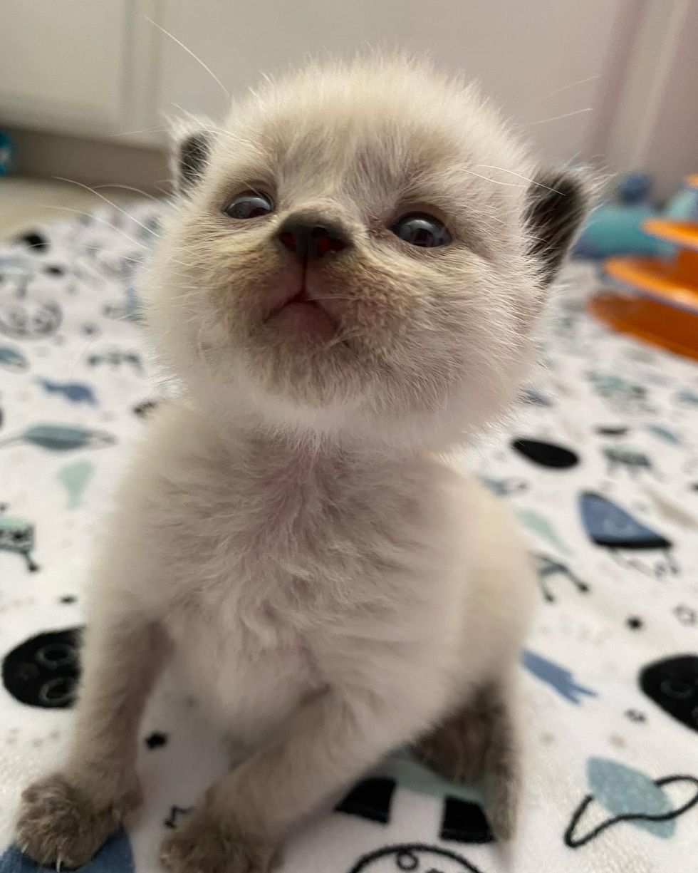 Sweet Kitten Blossoms into Beautiful Siamese Cat After Being Brought ...