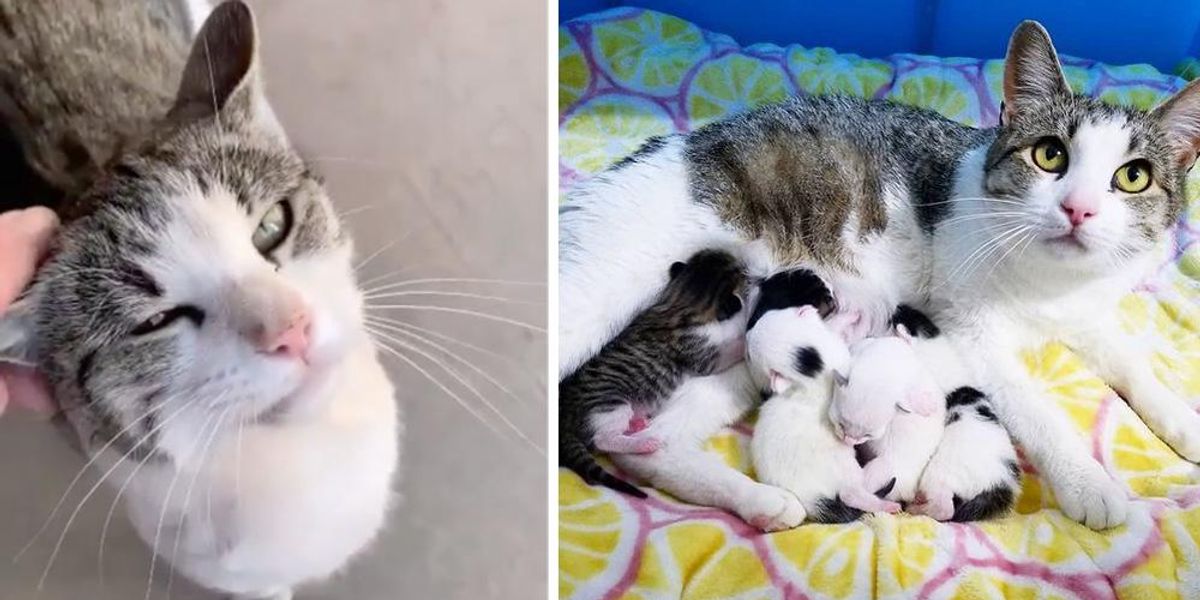 Cat Comes to the Right House and Asks to Be Let In So She Can Have Her ...