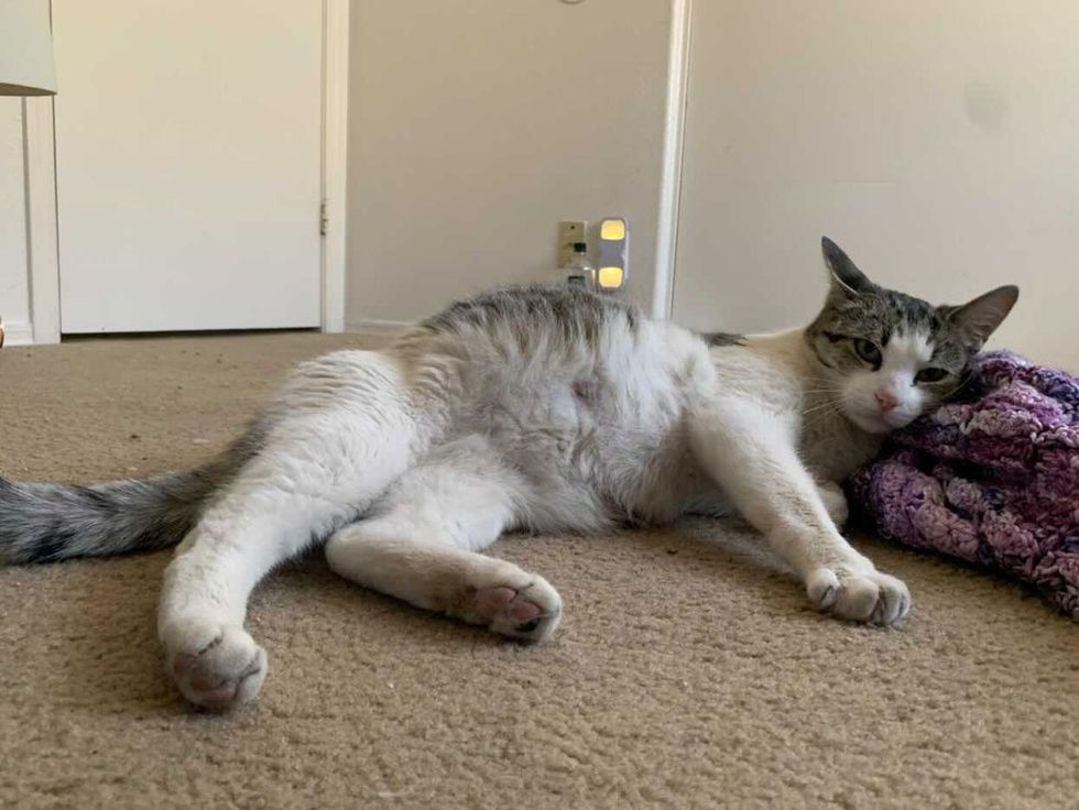 Cat Comes to the Right House and Asks to Be Let In So She Can Have Her ...