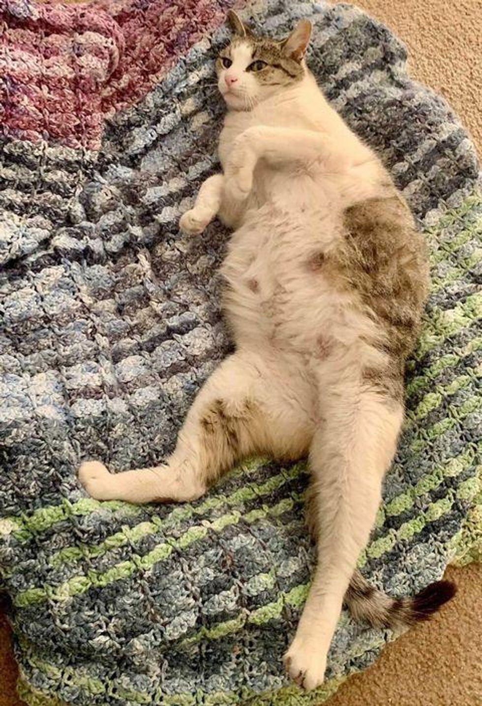 Cat Comes to the Right House and Asks to Be Let In So She Can Have Her ...