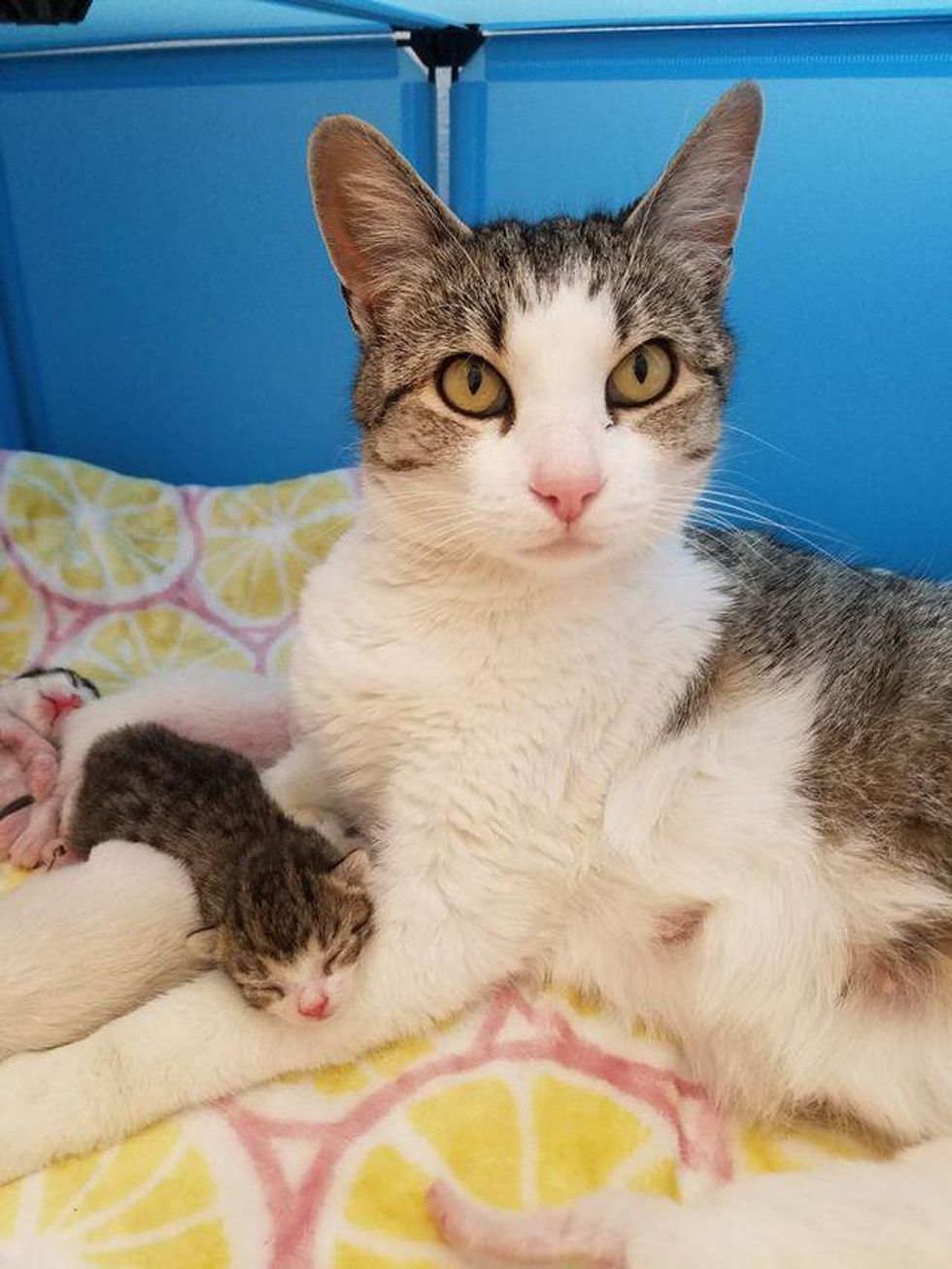 Cat Comes to the Right House and Asks to Be Let In So She Can Have Her ...