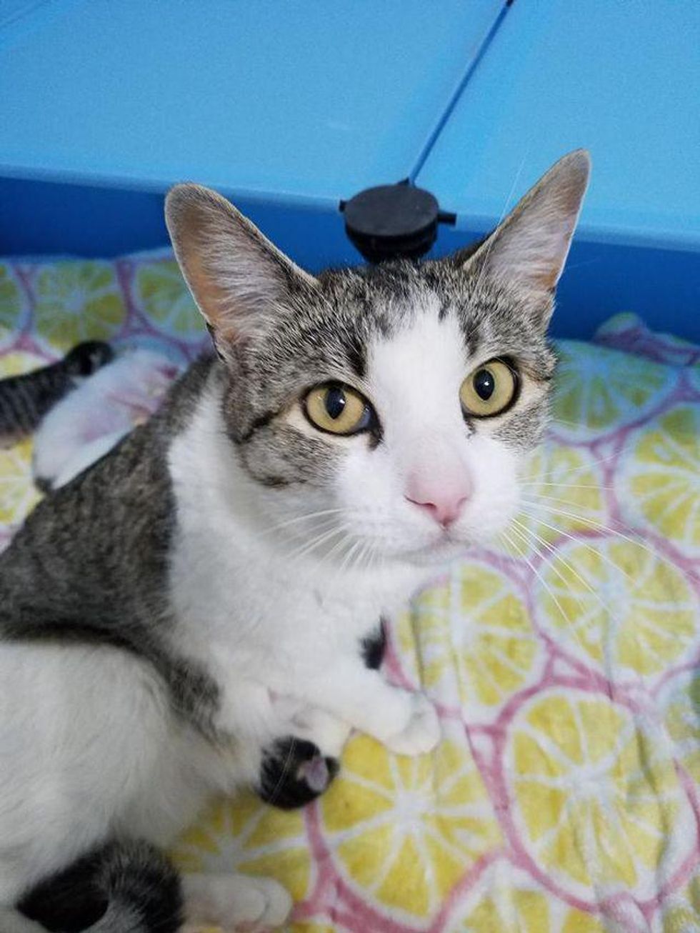 Cat Comes to the Right House and Asks to Be Let In So She Can Have Her ...