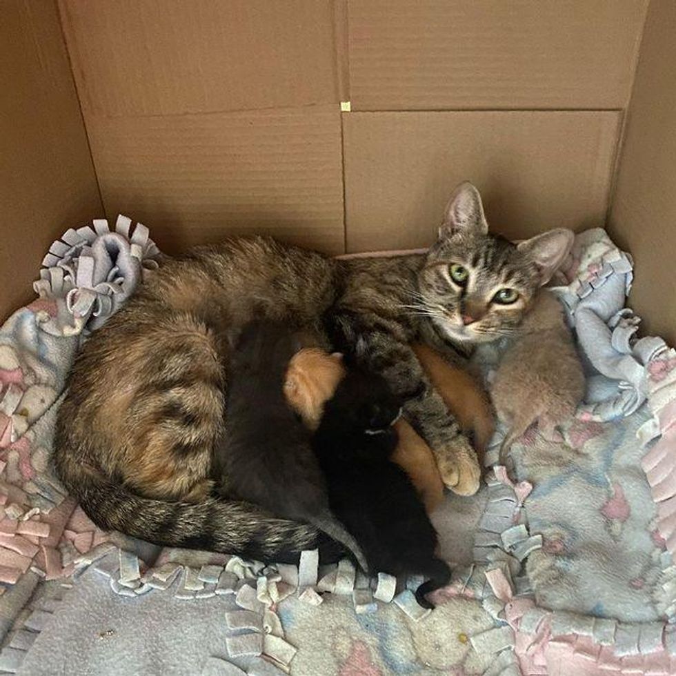 Man Took Over Warehouse and Discovered It Came with Cats and Kittens ...