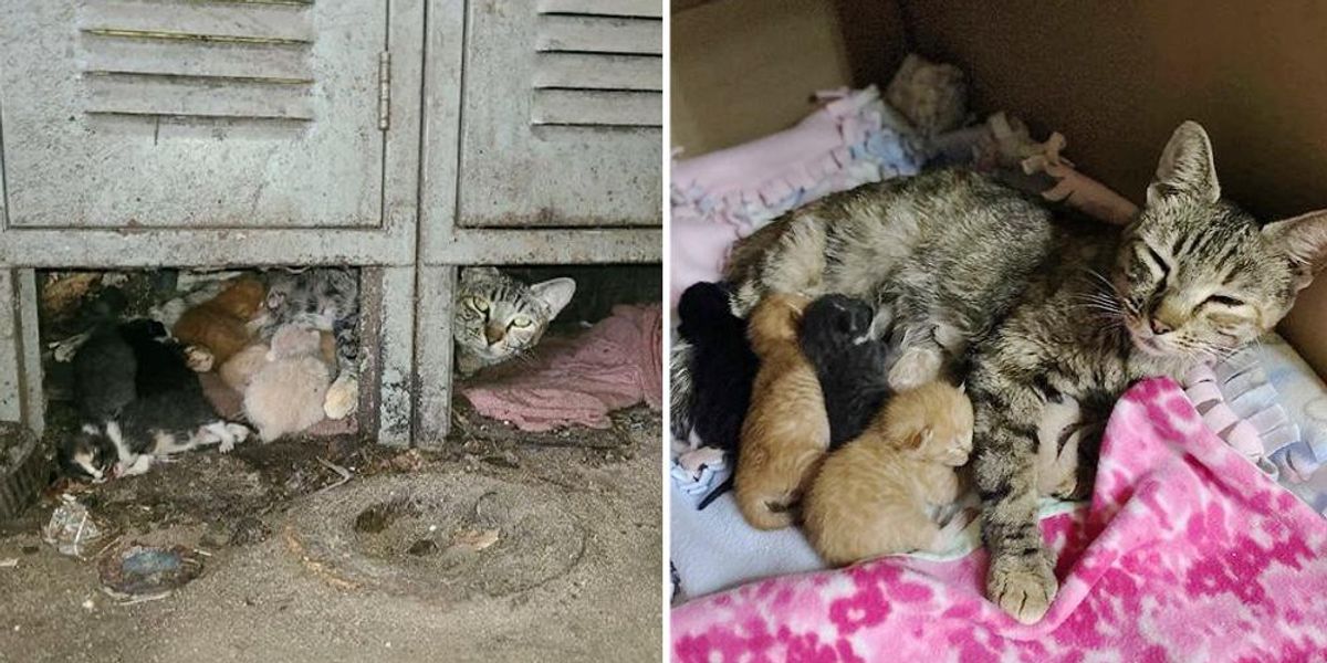 Man Took Over Warehouse and Discovered It Came with Cats and Kittens ...