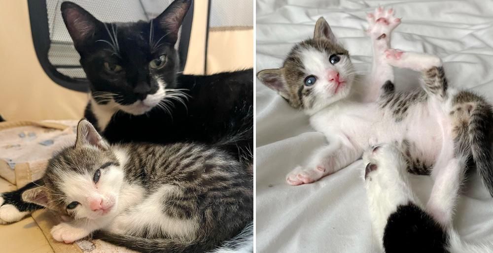 Cat Keeps Her Only Kitten Close Every Step of the Way and Hopes for ...