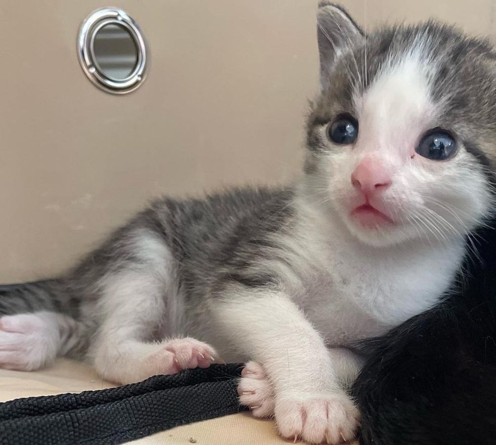 Cat Keeps Her Only Kitten Close Every Step of the Way and Hopes for ...