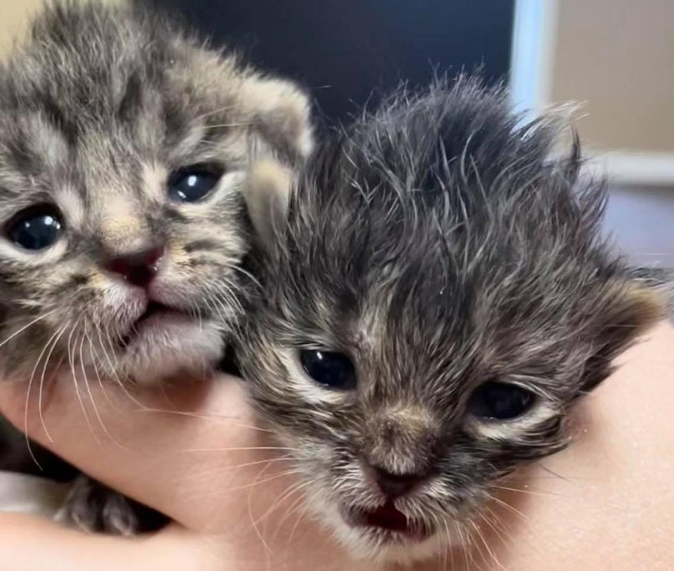 Kittens Left in Window Well on Freezing Day, Bounce Back Together ...