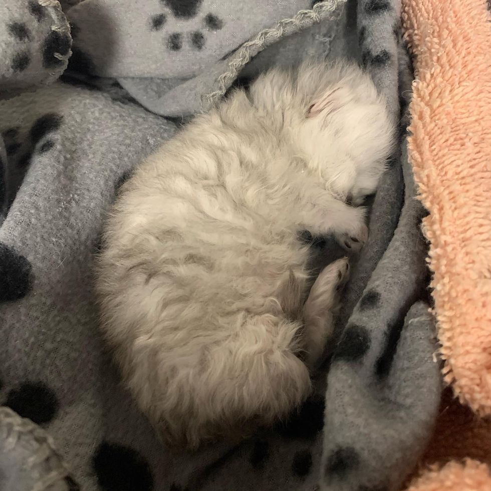 Kitten with 3 Paws Shows Incredible Strength and Wins Over Vet Who ...