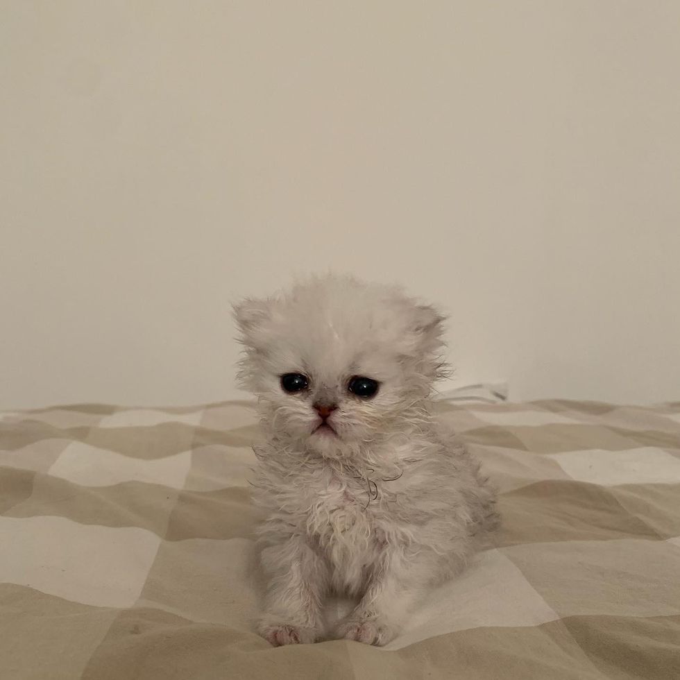 Kitten with 3 Paws Shows Incredible Strength and Wins Over Vet Who ...