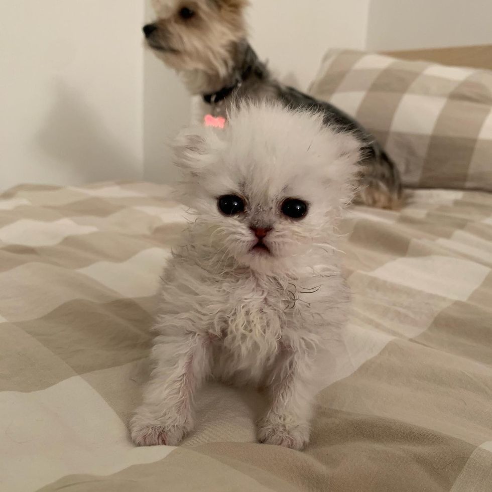 Kitten with 3 Paws Shows Incredible Strength and Wins Over Vet Who ...