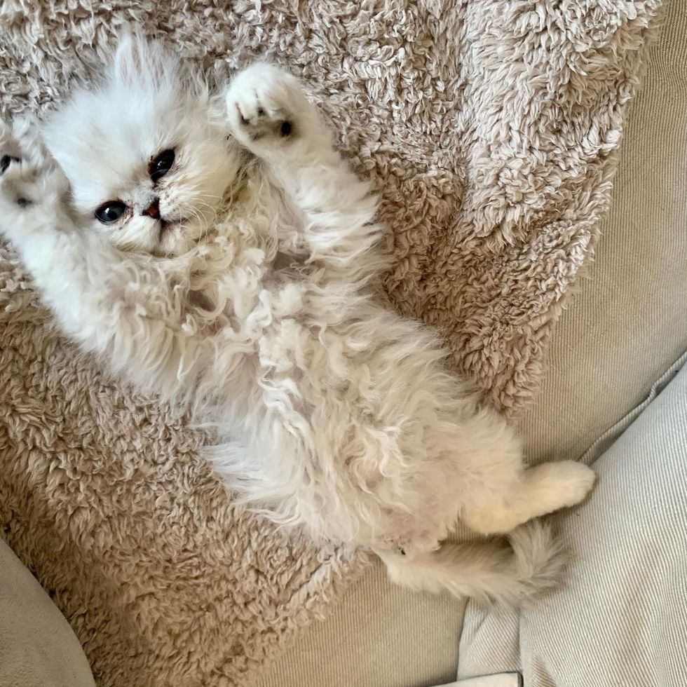 Kitten with 3 Paws Shows Incredible Strength and Wins Over Vet Who ...