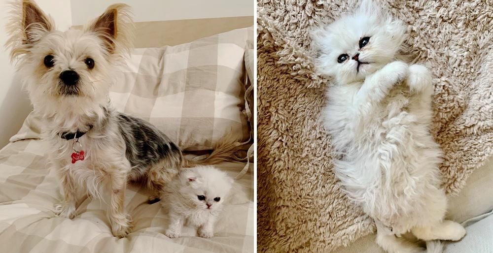 Kitten with 3 Paws Shows Incredible Strength and Wins Over Vet Who ...