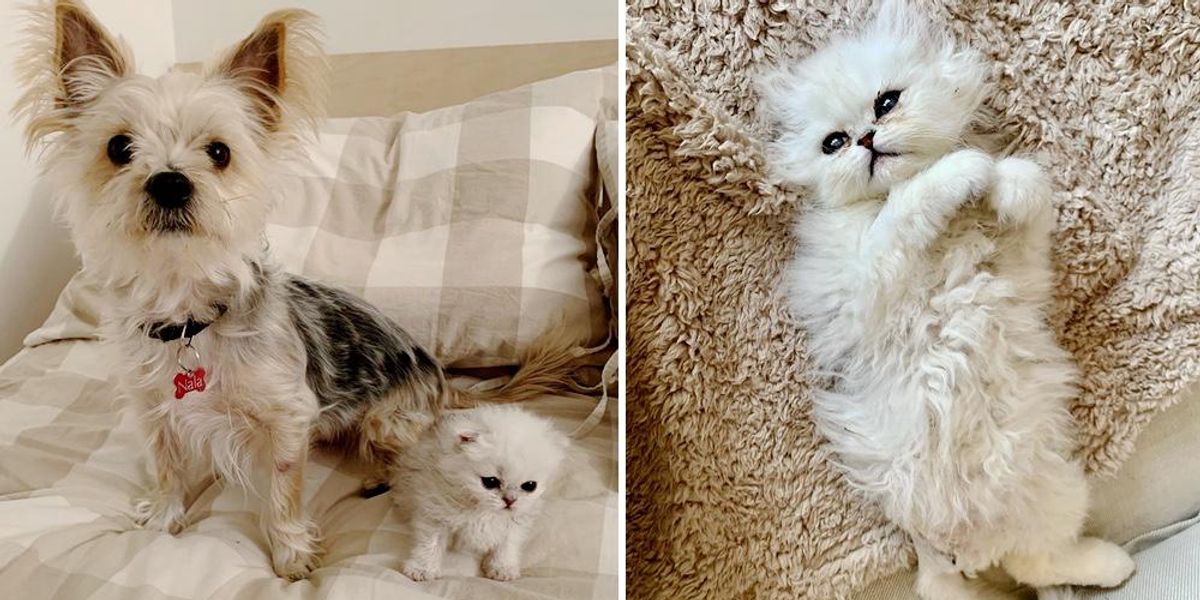 Kitten with 3 Paws Shows Incredible Strength and Wins Over Vet Who ...