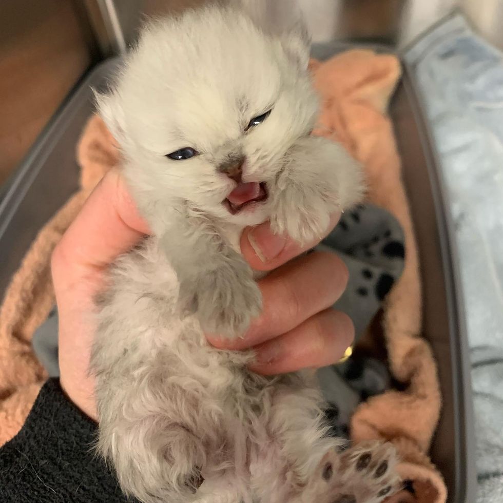 Kitten with 3 Paws Shows Incredible Strength and Wins Over Vet Who ...