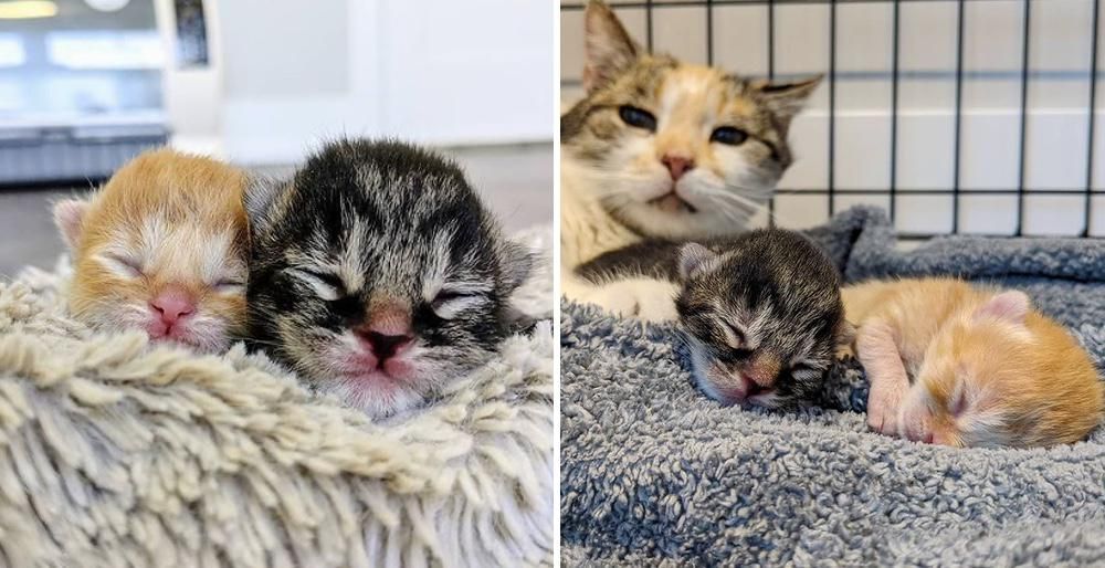 Kitten Reunited with His Sibling Who Was Born 3 Days Apart, They Help ...
