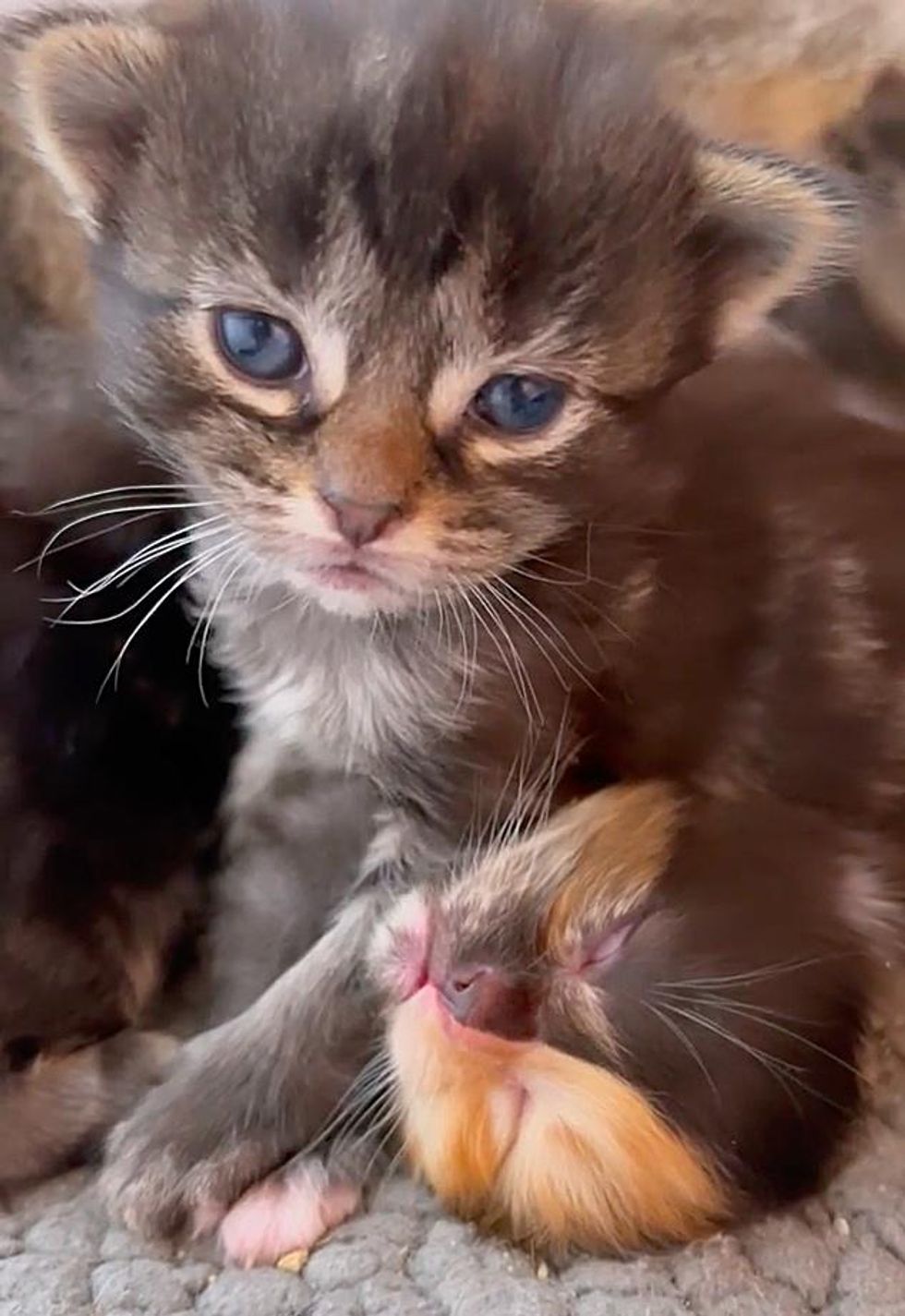 Two-faced Kitten Found in a Wall Now Has a Big Family to Cuddle - Love Meow