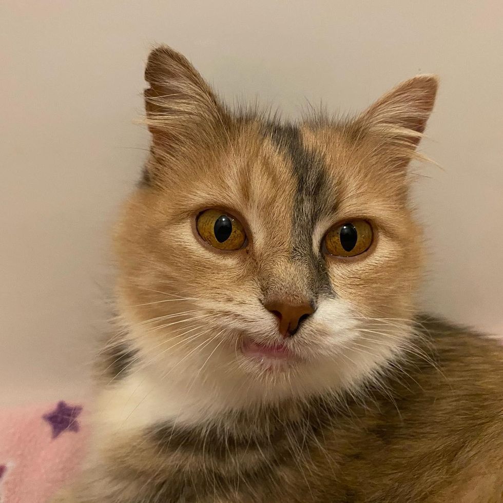 Cat is So Happy that Her Kittens Will Never Have to Spend Another Day ...