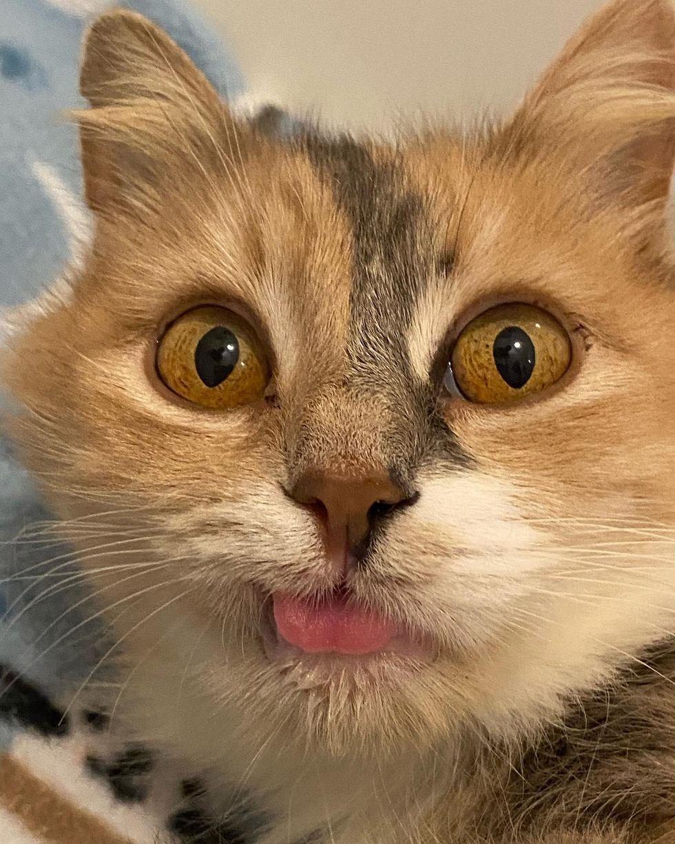 Cat is So Happy that Her Kittens Will Never Have to Spend Another Day ...