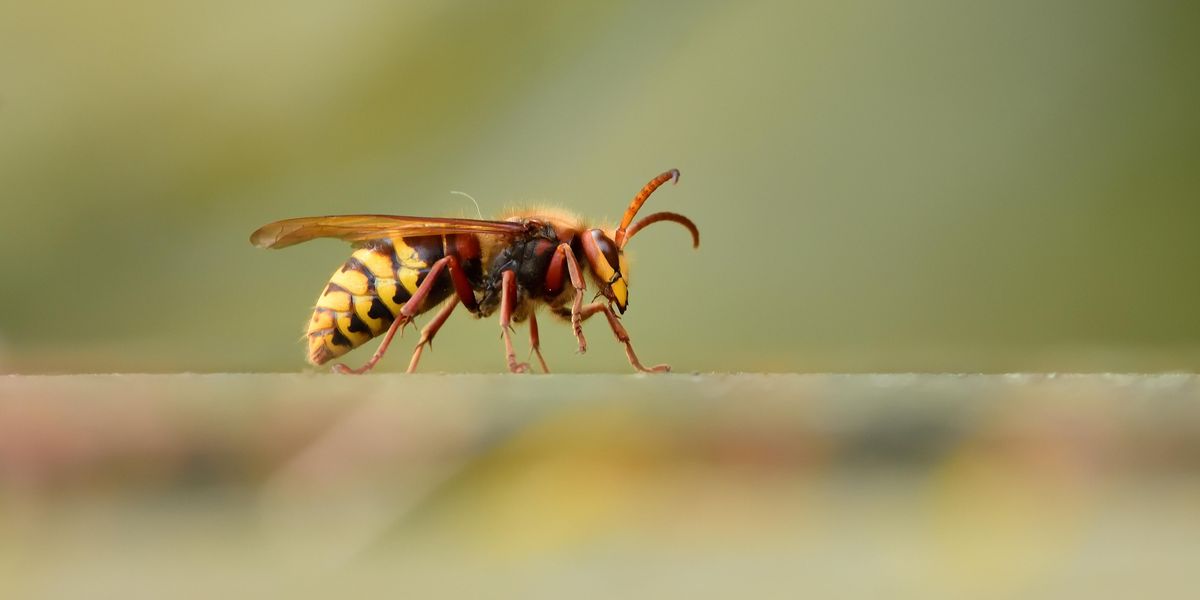 What 'ill as a hornet' means - It's a Southern Thing