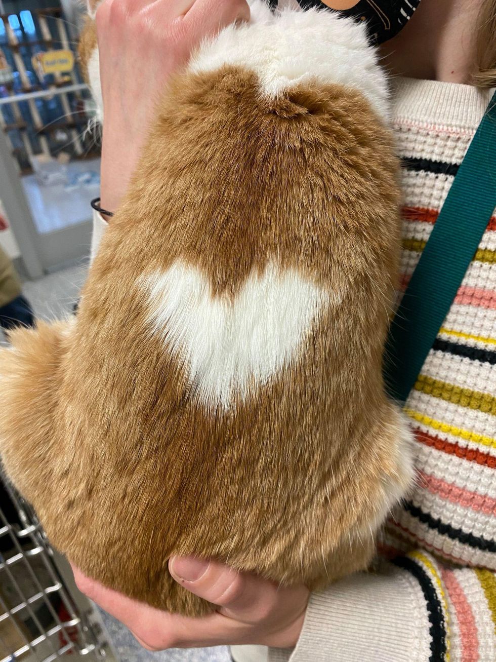 Cat Who Wears a Perfectly Shaped Heart on His Back, is Looking for ...