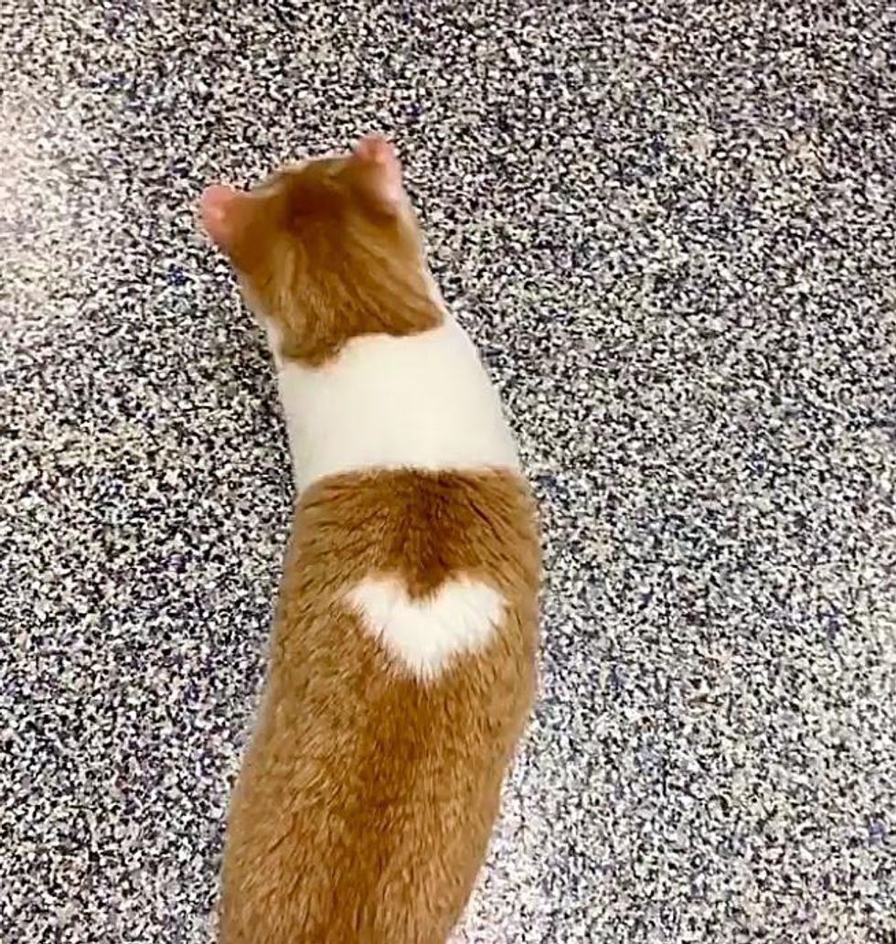 Cat Who Wears a Perfectly Shaped Heart on His Back, is Looking for ...