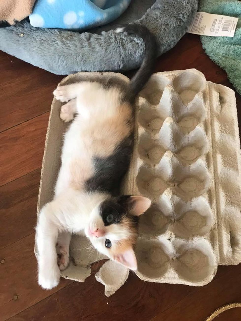Kitten with Small Body but Strong Will to Live Transforms into Gorgeous ...