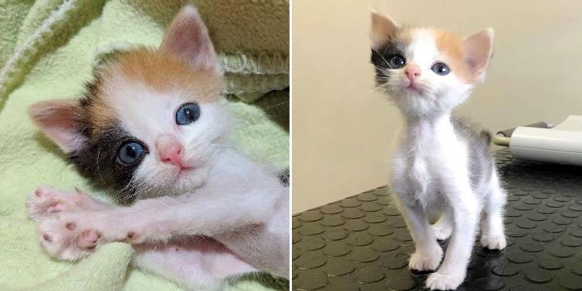 Kitten with Small Body but Strong Will to Live Transforms into Gorgeous ...