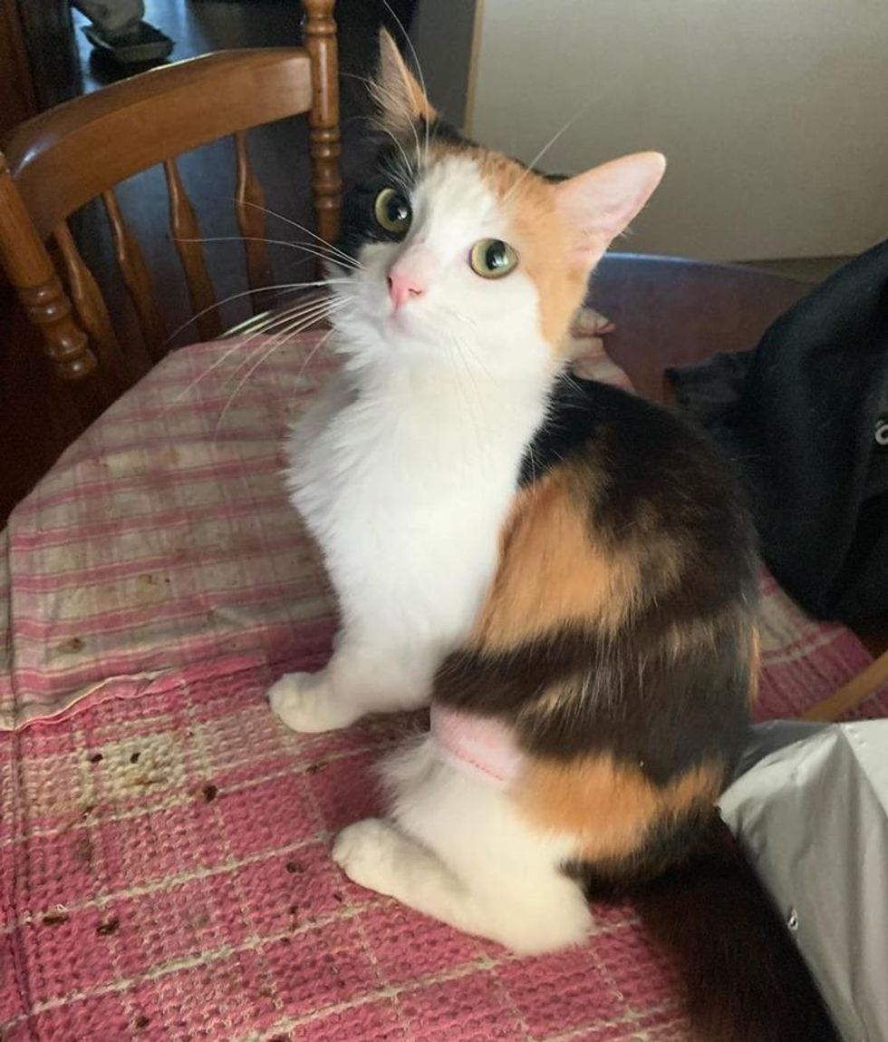 Kitten with Small Body but Strong Will to Live Transforms into Gorgeous ...
