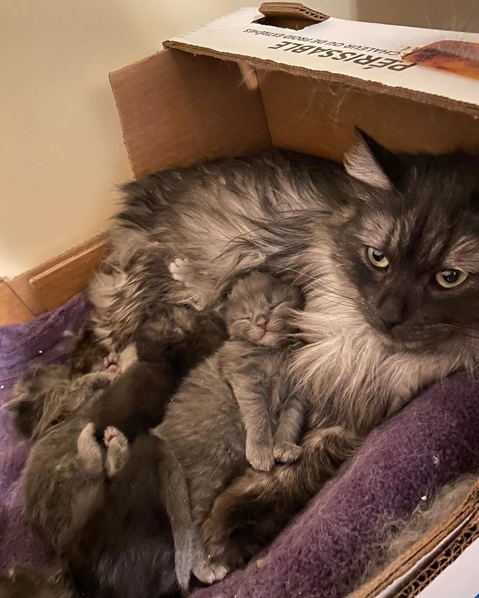 Woman Drives 10 Hours to Help a Cat and Ends Up Rescuing Her Kittens ...